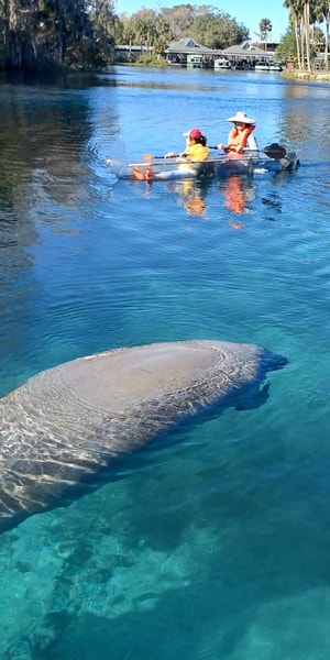 Silver Springs: Manatees and Monkeys Clear Kayak Guided Tour | GetYourGuide
