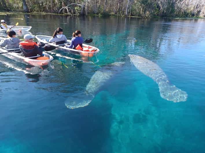 Silver Springs: Paddleboard or Kayak Guided Adventure Tour | GetYourGuide