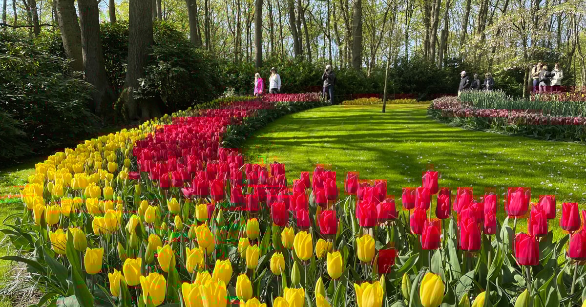 From Amsterdam: Keukenhof Tulips and Windmills Guided Tour | GetYourGuide
