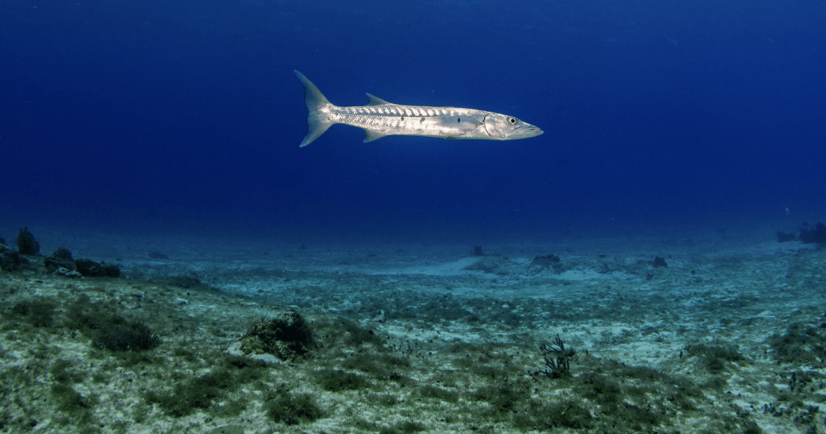 Scuba Diving Refresher in Cozumel | GetYourGuide