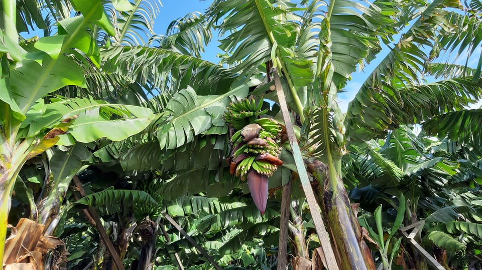 Madeira Privat Tur Til Bananfarm Med Afhentning Getyourguide