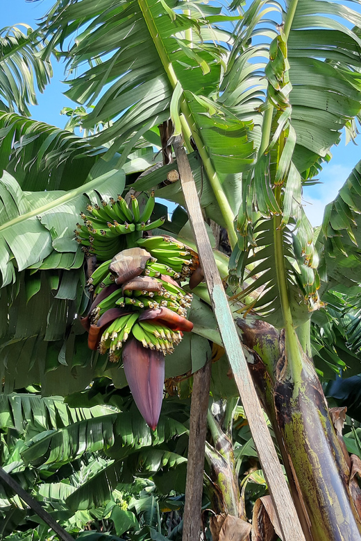 Madeira: Private Banana Farm Tour with Pickup | GetYourGuide