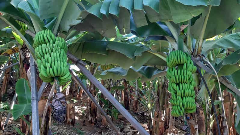 Madère : visite privée d'une ferme de bananes avec prise en charge ...