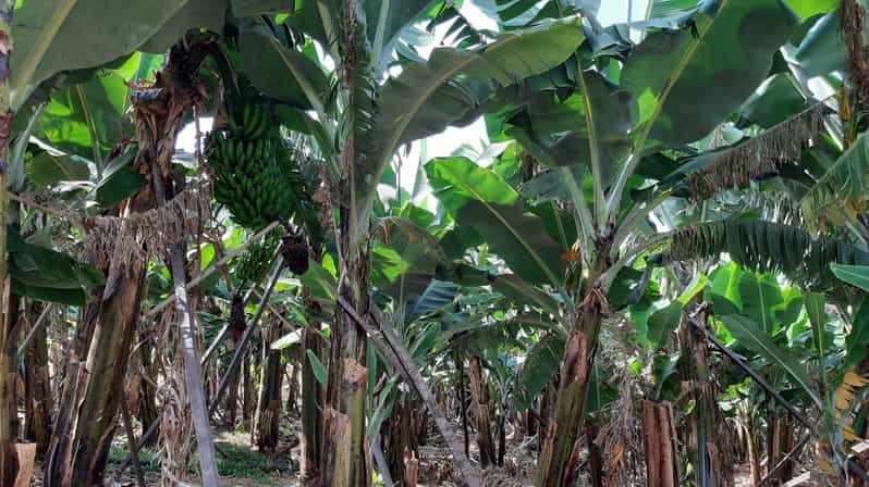 Madeira: Private Banana Farm Tour with Pickup | GetYourGuide