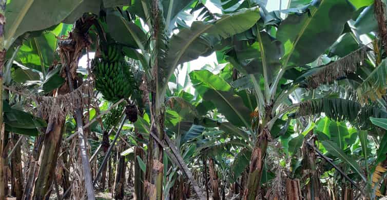 Madeira: Private Banana Farm Tour with Pickup | GetYourGuide