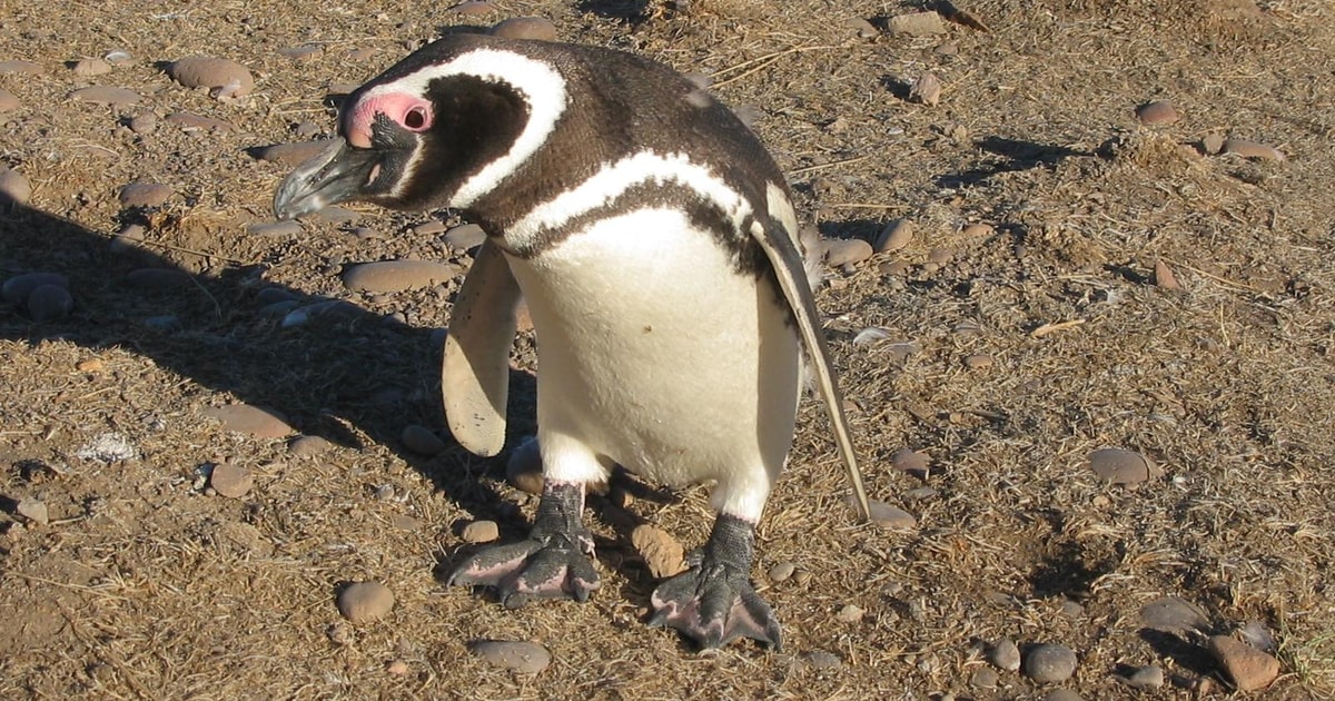 Full Day Excursion Punta Tombo with Penguins | GetYourGuide