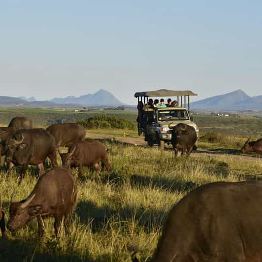 Från Kapstaden: 2-dagars safariupplevelse med vilda djur och 4x4 ...