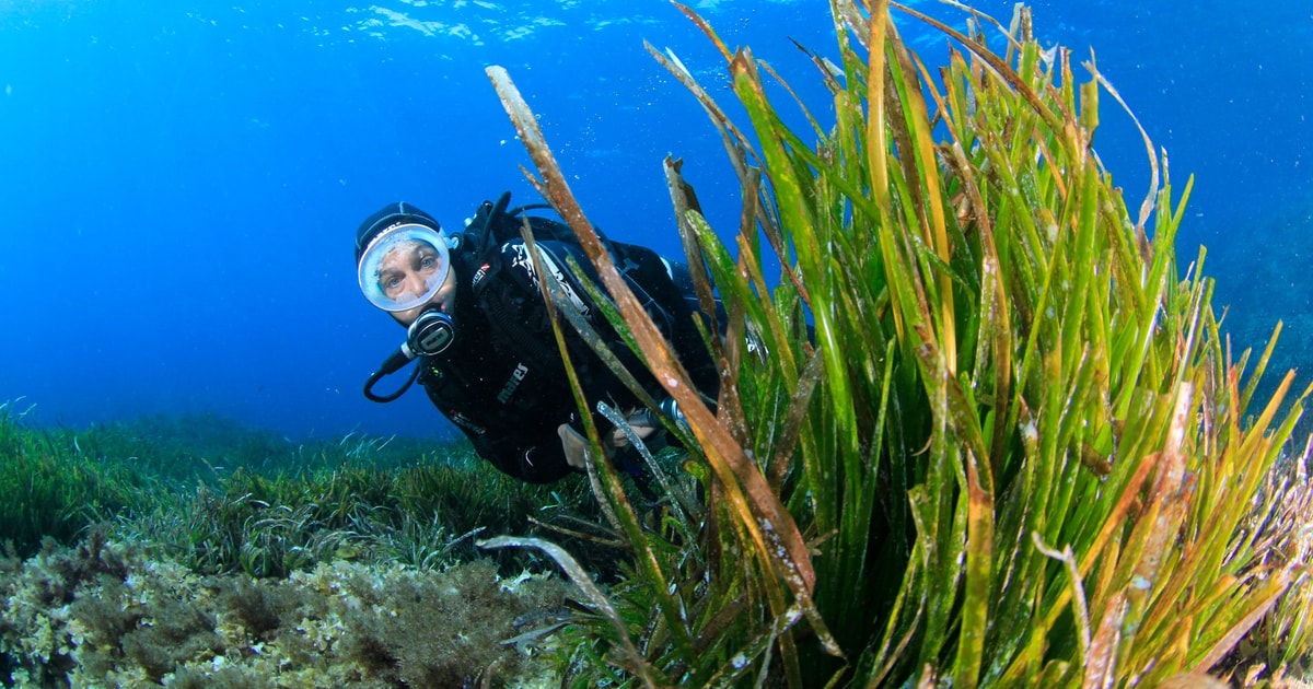 Bosa: Buceo para principiantes en el Golfo de Bosa | GetYourGuide