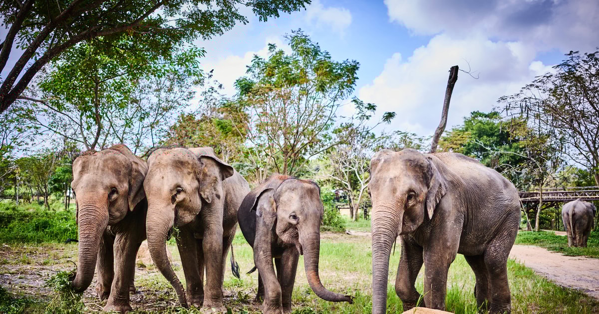 Koh Samui: Elephant Kingdom Sanctuary Halbtagestour | GetYourGuide