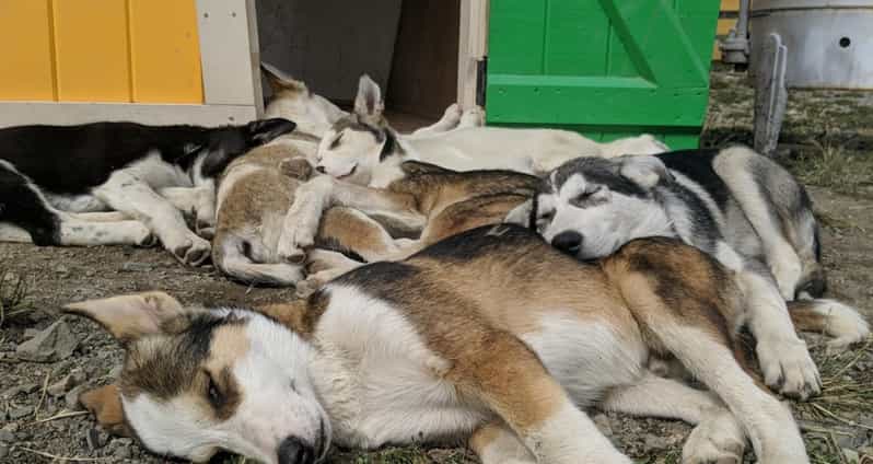 Skagway: Yukon, White Pass, & Husky Sled Camp Combo Tour | GetYourGuide