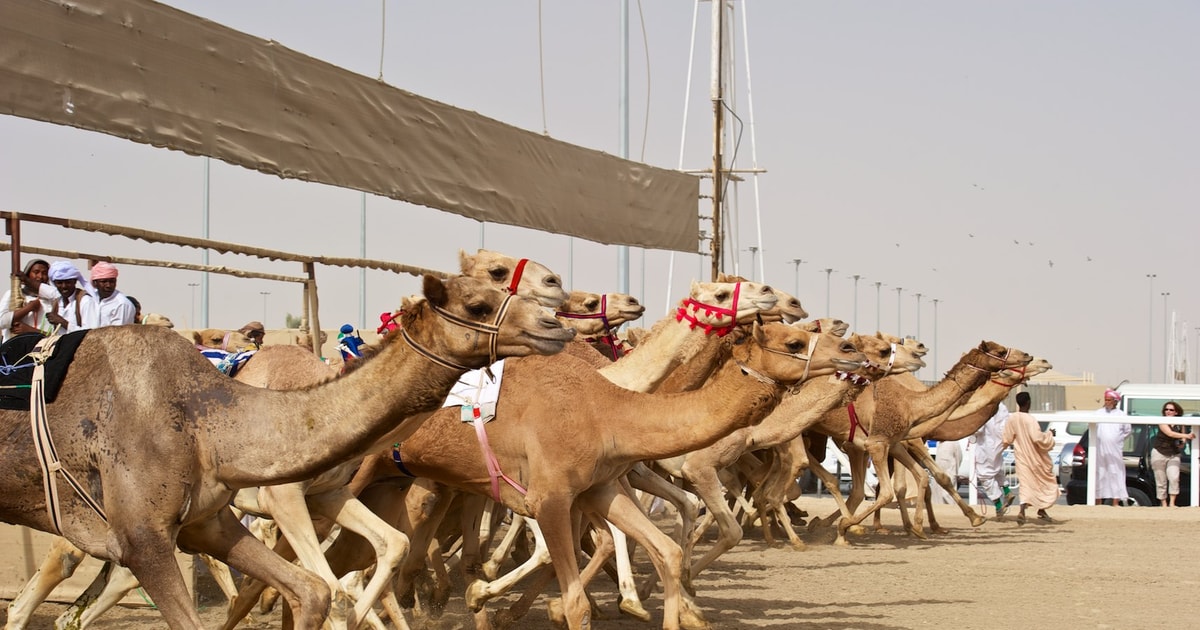 Doha Private West Coast & Al Shahaniya Camel Race Track Tour | GetYourGuide