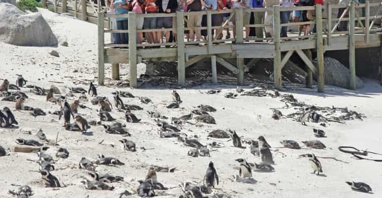 Duiker Island, Cape Town - Book Tickets & Tours | GetYourGuide