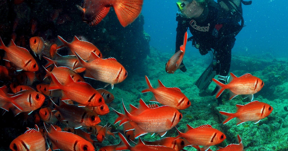 Santa Maria : Forfait de plongée sous-marine avec 3 plongées | GetYourGuide