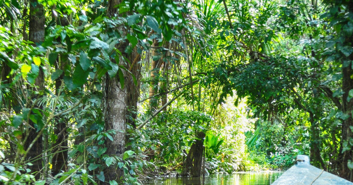 Tambopata: Lake Sandoval Canoeing with Lunch | GetYourGuide