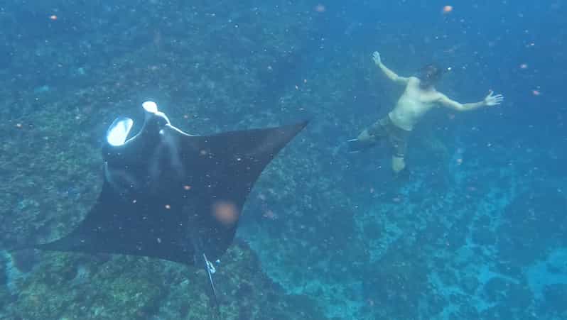 Brunswick Heads: Snorkeling Byron Bay Tour at Julian Rocks | GetYourGuide