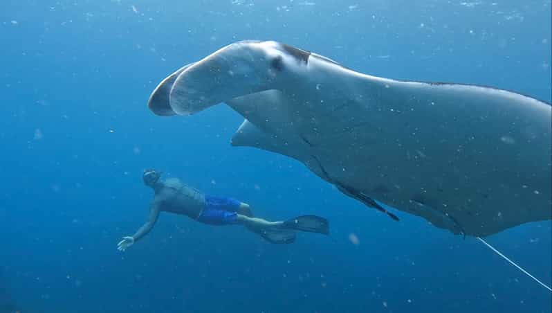 Brunswick Heads: Snorkeling Byron Bay Tour at Julian Rocks | GetYourGuide