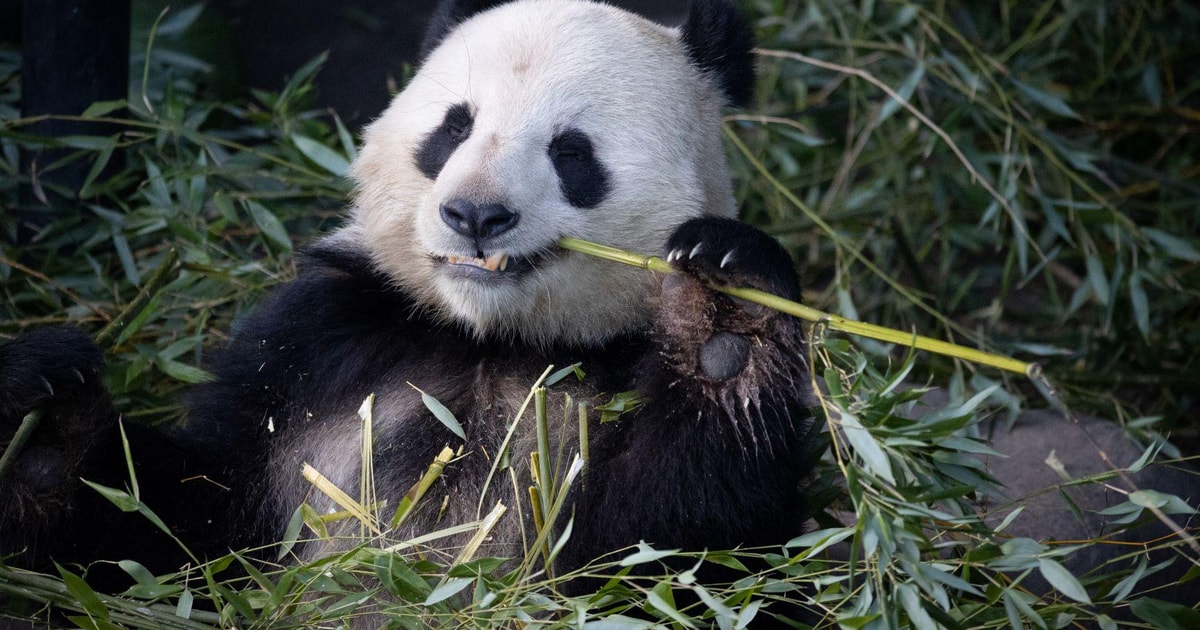 Copenaghen: biglietto d'ingresso allo zoo di Copenaghen | GetYourGuide