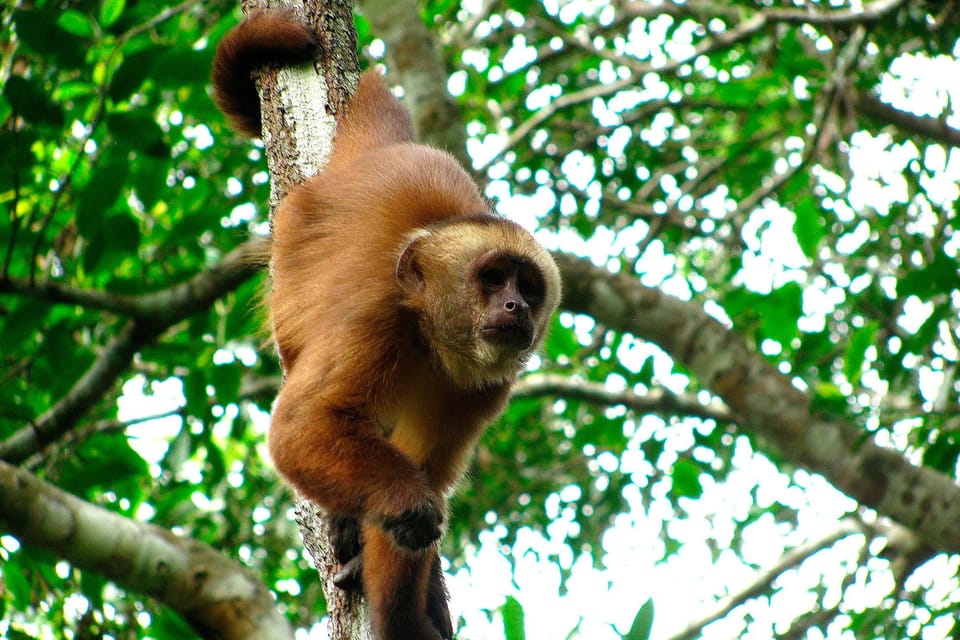 Tambopata: Zipline Adventure & Kayak to Monkey Island | GetYourGuide