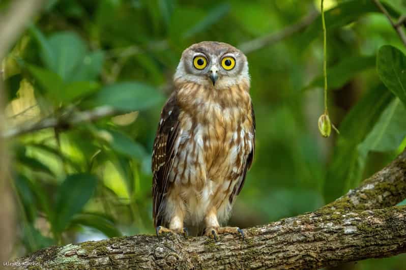 Darwin: Wildlife Tour with Jumping Crocodiles | GetYourGuide