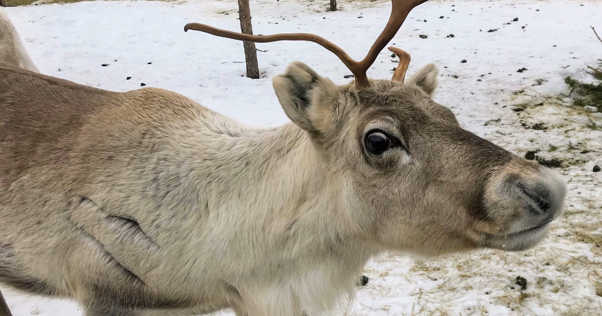 Inari: Sami Culture, Reindeer Farm Visit, and Campfire Lunch | GetYourGuide