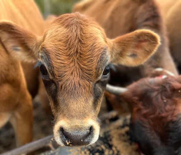 Prague: Bohemian Uplands Garnet Panning & Goat Farm 4WD Tour | GetYourGuide