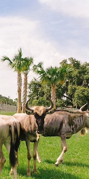 Orlando: Drive-Thru Safari Park at Wild Florida | GetYourGuide