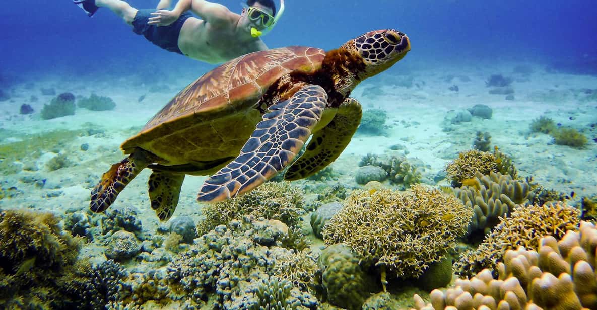 Cebu: Moalboal Sardines & Turtle Snorkeling a Canyoneering | GetYourGuide