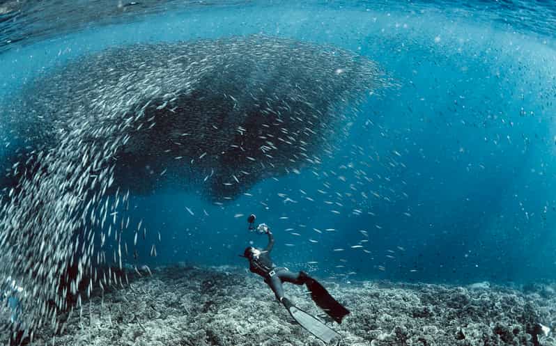 Cebu: Moalboal Island Hopper Cruise with Kawasan Falls Visit | GetYourGuide