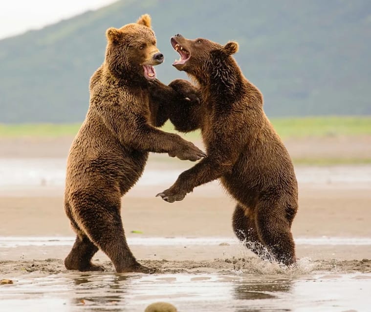 Guided Expedition- Bear Viewing & Flightseeing from Homer | GetYourGuide