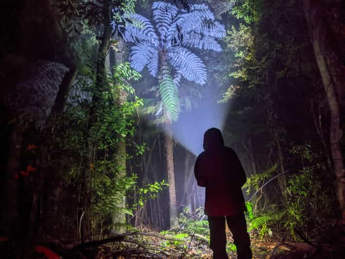 Rotorua: Nocturnal Glow-Worm Adventure Tour with a Guide | GetYourGuide