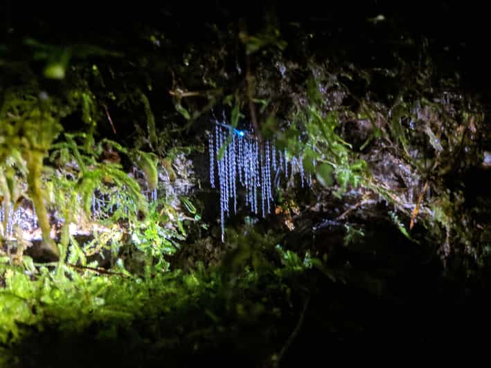 Rotorua: Nocturnal Glow-Worm Adventure Tour with a Guide | GetYourGuide