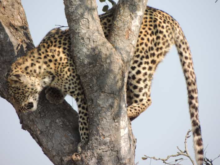 Parc national Kruger : Safari d'observation de la faune | GetYourGuide