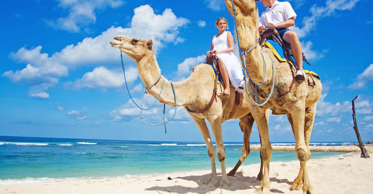 Agadir: Flamingo River Camel Ride with BBQ Dinner | GetYourGuide