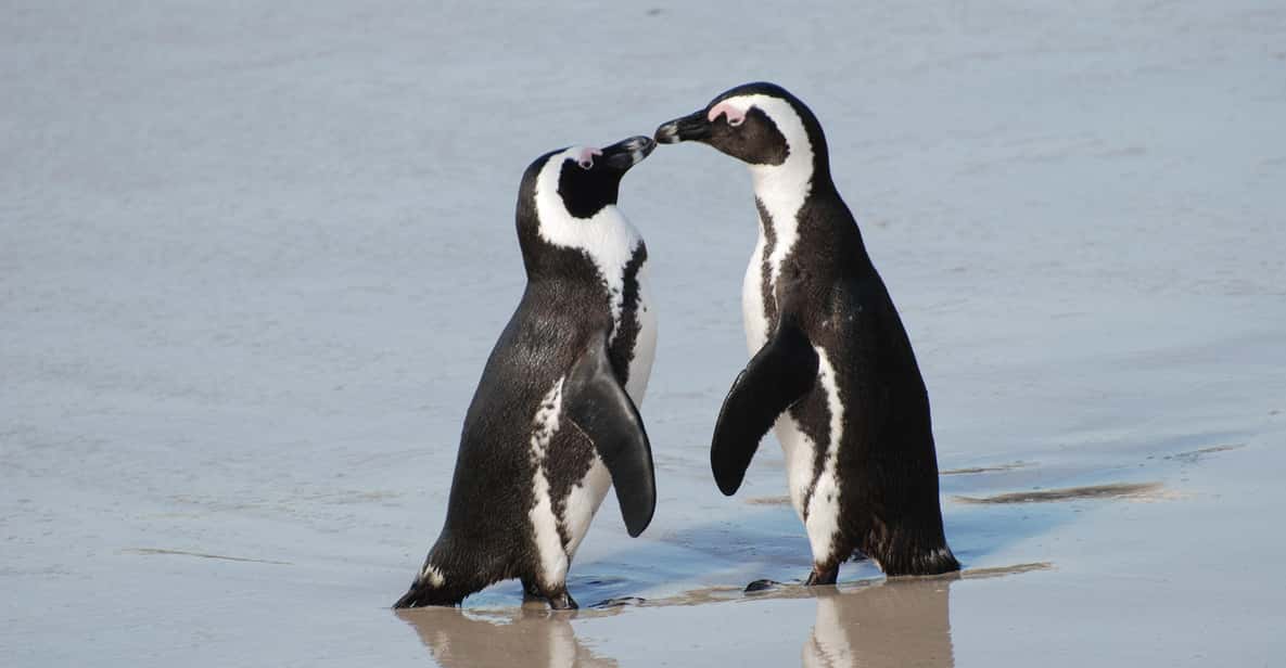 Kapstadt: Ganztagestour zum Kap der Guten Hoffnung und zu den Pinguinen | GetYourGuide