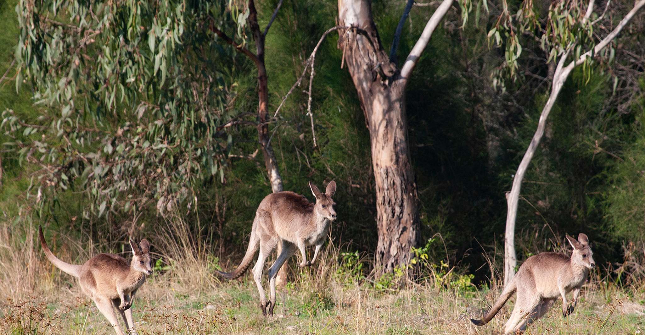 Brisbane, Kangaroos, Birds and Mangroves Coastal Tour | Private Tour in ...