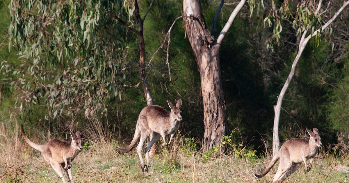 Brisbane: Kangaroos, Birds and Mangroves Coastal Tour | GetYourGuide