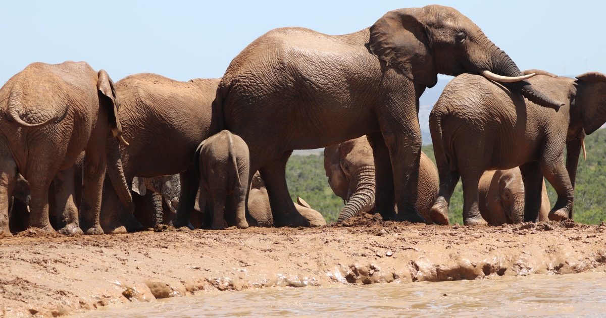 Addo Elephant National Park Half-Day Safari | GetYourGuide