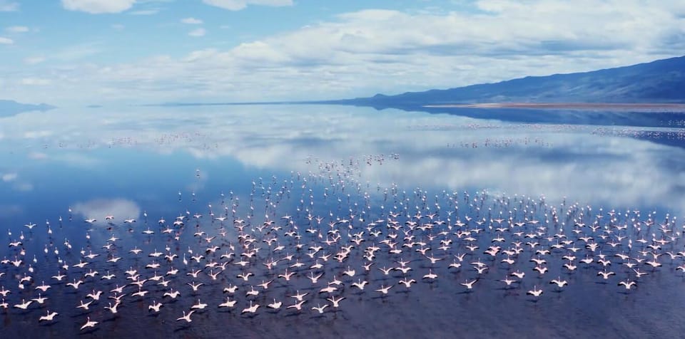 From Arusha: 3-Day Safari in Tarangire & Magical Lake Natron | GetYourGuide