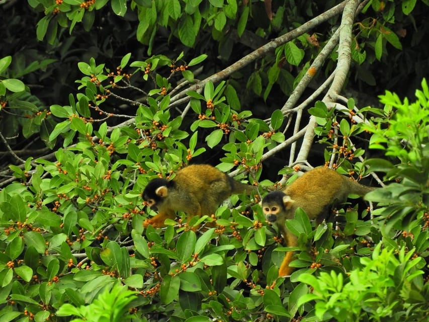 Tambopata: Lago Sandoval Piragüismo con Almuerzo | GetYourGuide