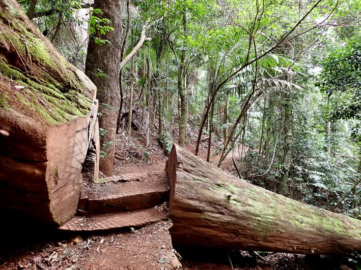 Au départ de Brisbane : visite privée de la forêt tropicale de Maiala ... Au départ de Brisbane : visite privée de la forêt tropicale de Maiala ...