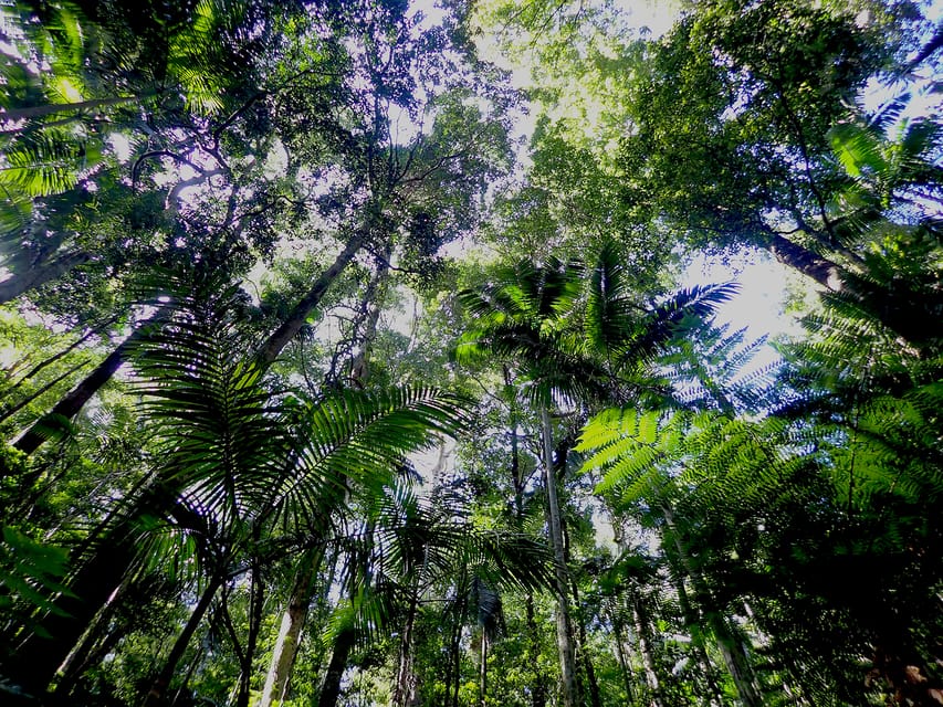 From Brisbane: Maiala Rainforest Private Tour | GetYourGuide