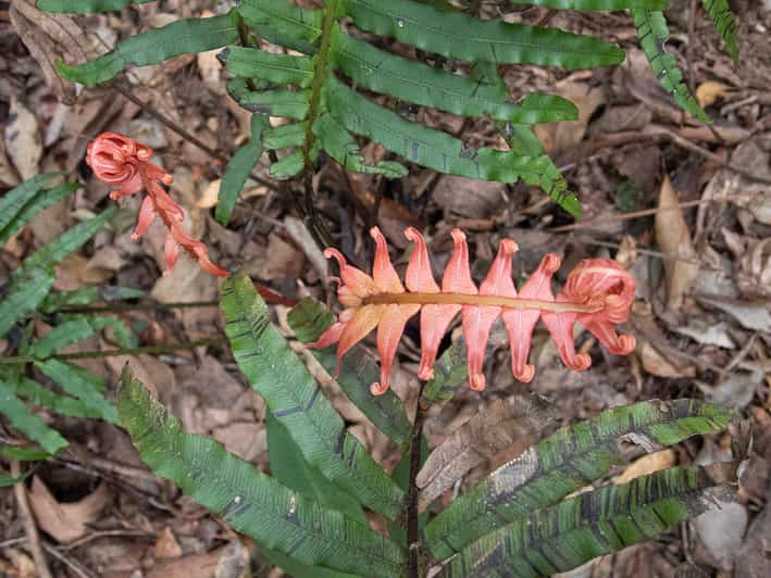 From Brisbane: Maiala Rainforest Private Tour | GetYourGuide