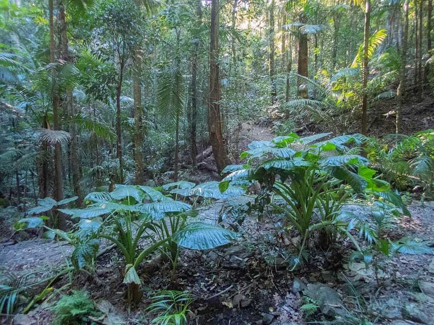 From Brisbane: Maiala Rainforest Private Tour | GetYourGuide