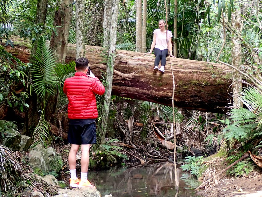From Brisbane: Maiala Rainforest Private Tour | GetYourGuide