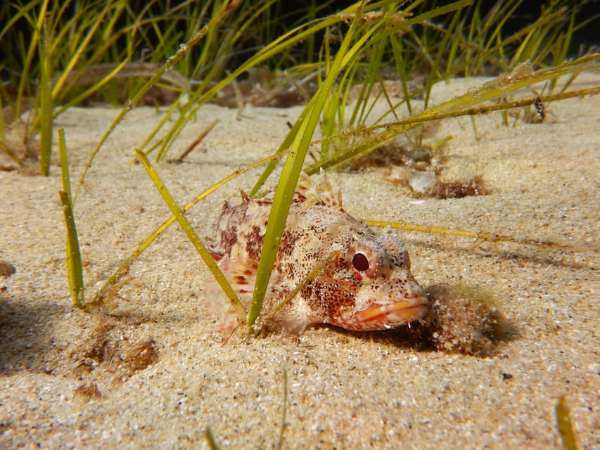 Snorkeling guided tour in beautiful Marathopoli | GetYourGuide