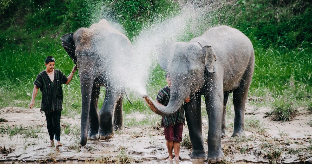 Chiang Mai: Elephant Sanctuary Interactive Tour | GetYourGuide