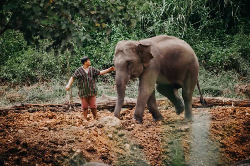 Chiang Mai: Elephant Sanctuary Interactive Tour | GetYourGuide
