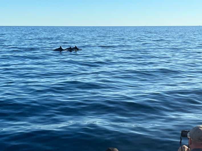 Pula: Brijuni Dolphin Watching Tour & Sunset, Dinner, Drinks | GetYourGuide