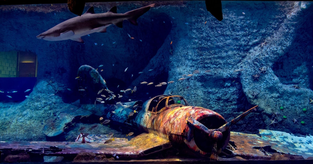 Abú Dhabí: Národní akvárium Lekce potápění a ponor | GetYourGuide