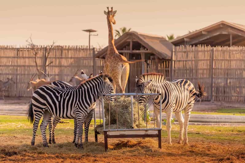 Dubai 1 Day Entry Ticket To Dubai Safari Park GetYourGuide Dubai 1 Day Entry Ticket To Dubai Safari Park GetYourGuide